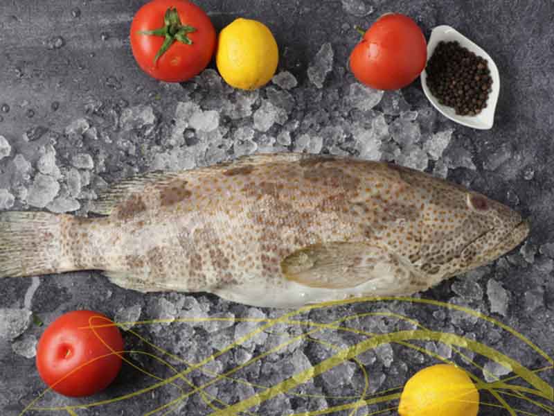 Fresh Today - Hamour (Grouper) Fish