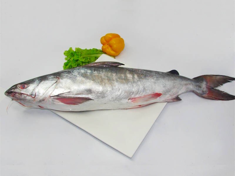 Fresh Today - Sea Rita Fish ( সামুদ্রিক রিটা মাছ. )