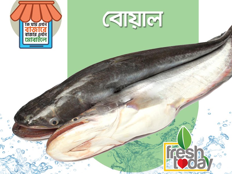 Fresh Today - River Sonali Boal Fish (নদীর সোনালী বোয়াল মাছ)