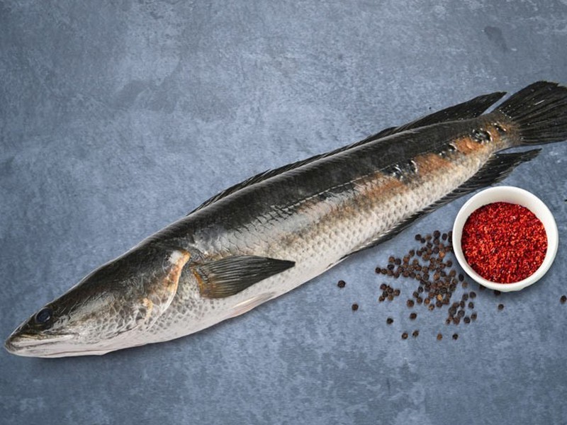 Fresh Today - Gojar/Shol Fish গজার শোল মাছ