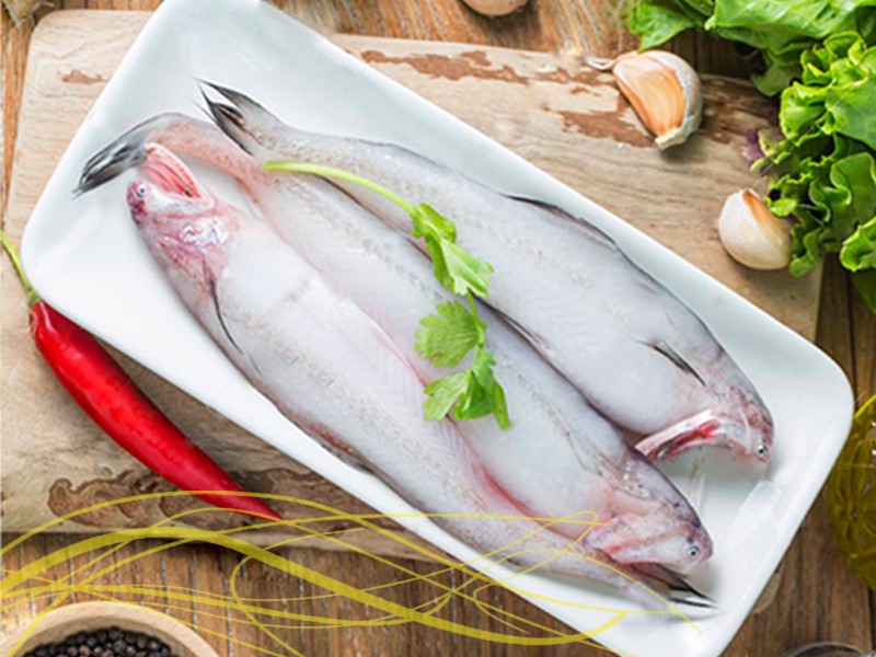 Fresh Today - Premium Loitta Fish Whole (সামুদ্রিক লইট্রা মাছ)