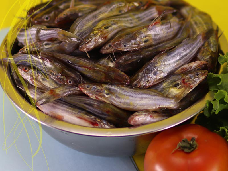 Fresh Today - Deshi Tengra Fish Whole (দেশী টেংরা মাছ আস্ত)
