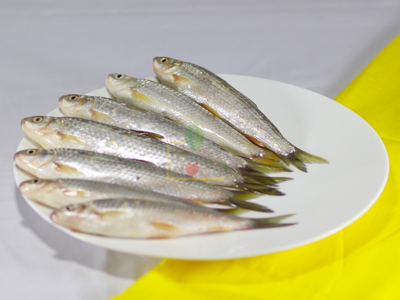 Fresh Today - River Tatkini Fish Whole