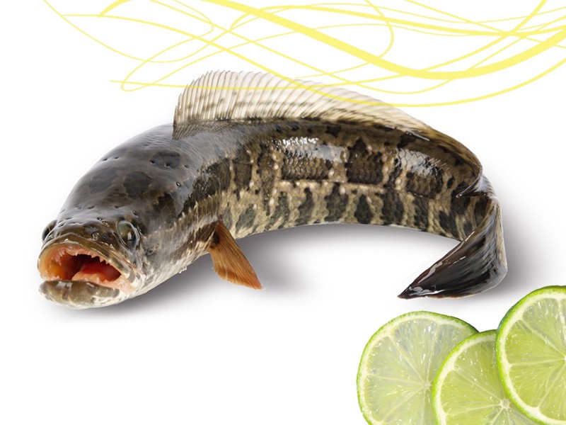 Fresh Today - Deshi Taki Fish Whole (দেশী টাকি মাছ)