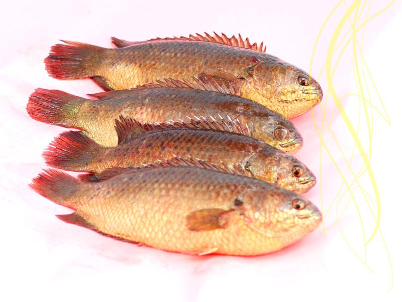 Fresh Today - Fresh Koi Fish Whole (ফ্রেশ কৈ মাছ)
