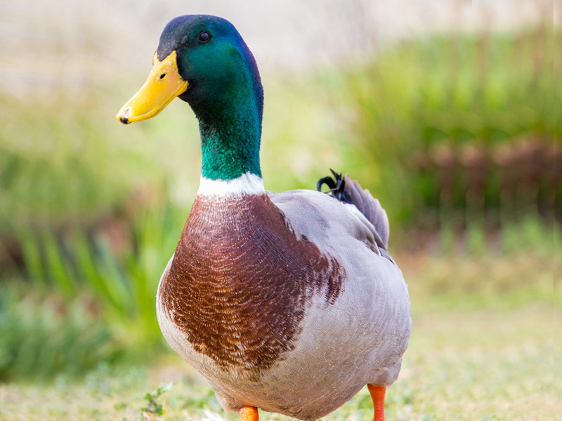 Fresh Today - Premium Deshi Duck (Hash)