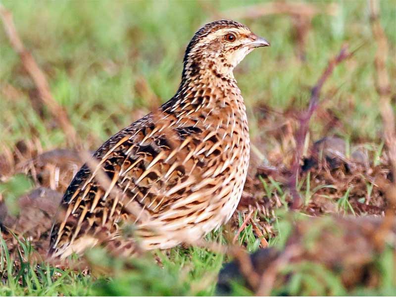 Fresh Today - Premium Quail Bird 4.Pcs Pack