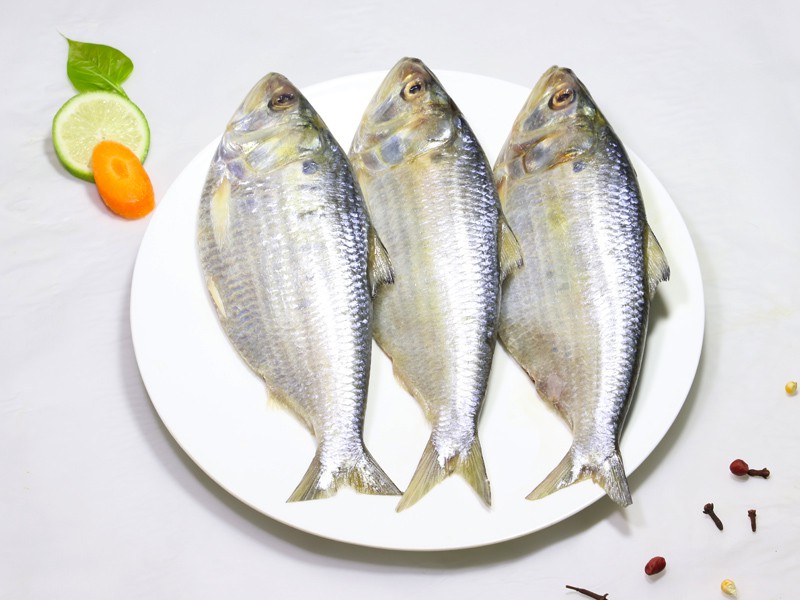 Fresh Today - Chandana Hilsha Fish Whole (সামুদ্রিক চন্দনা ইলিশ মাছ)